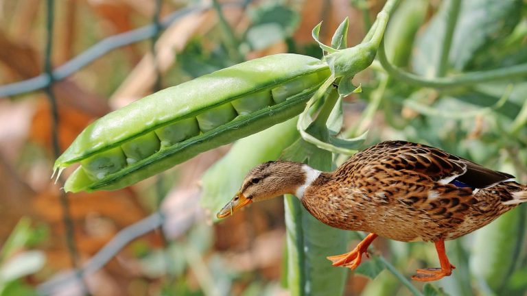 Can Ducks Eat Peas: Unveiling the Truth About Ducks' Favorite Treat ...