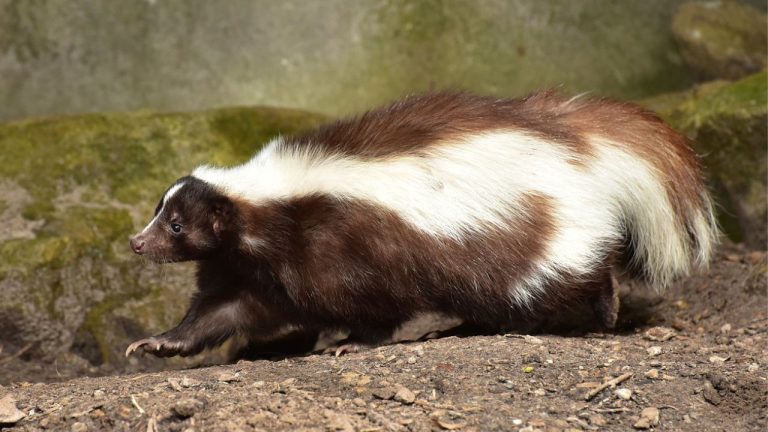 Can Skunks Climb: Exploring the Surprising Abilities of Skunks - Magnetmix
